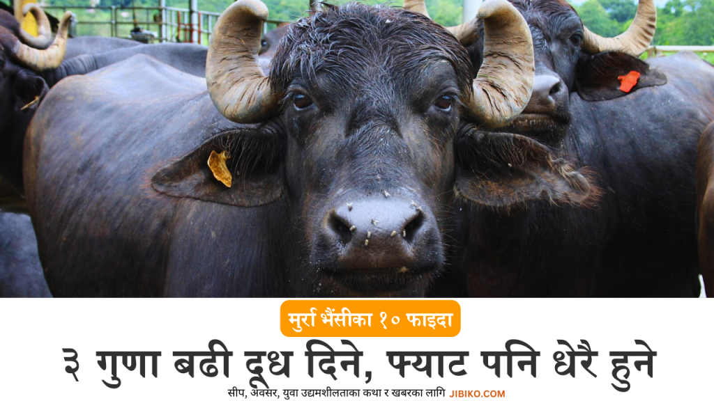 यसकारण मुर्रा भैंसीलाई भनिन्छ – काला सोना – JIBIKO.COM